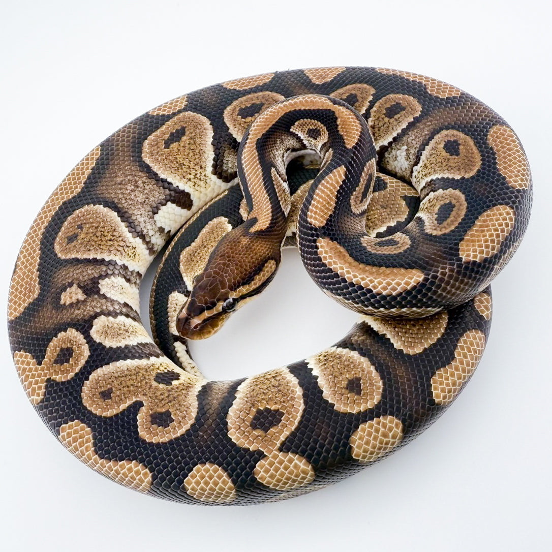 Chocolate – REPTILES TOKYO